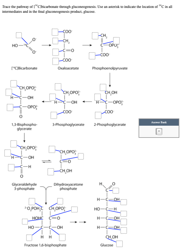 Trace the pathway of [C]bicarbonate through | Chegg.com