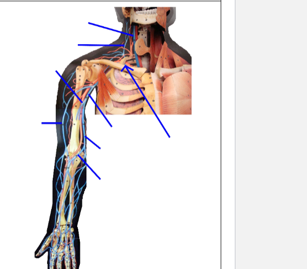 Solved Label the Lumen of both the Artery \& Vein (noting | Chegg.com