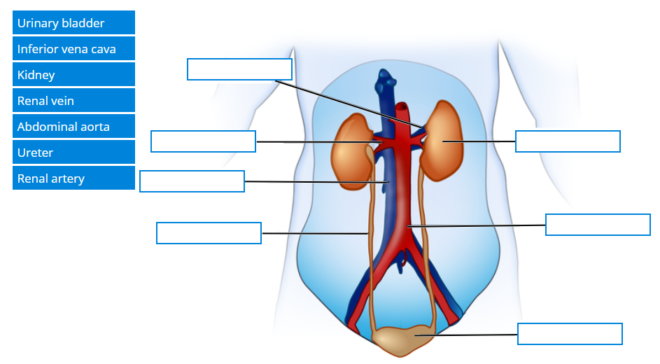 Solved Urinary bladder Inferior vena cava Kidney Renal vein | Chegg.com