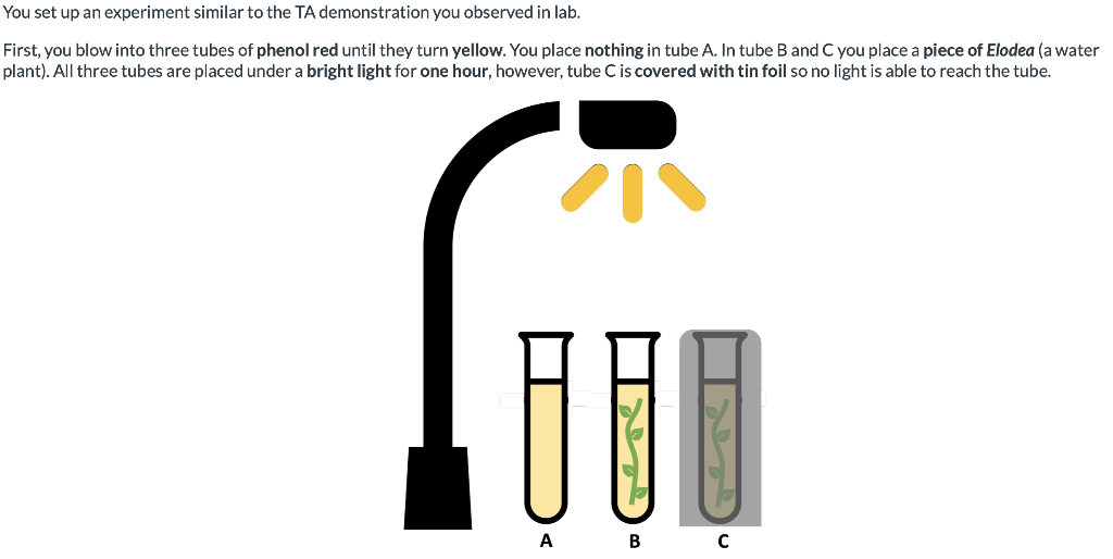Solved You set up an experiment similar to the TA | Chegg.com