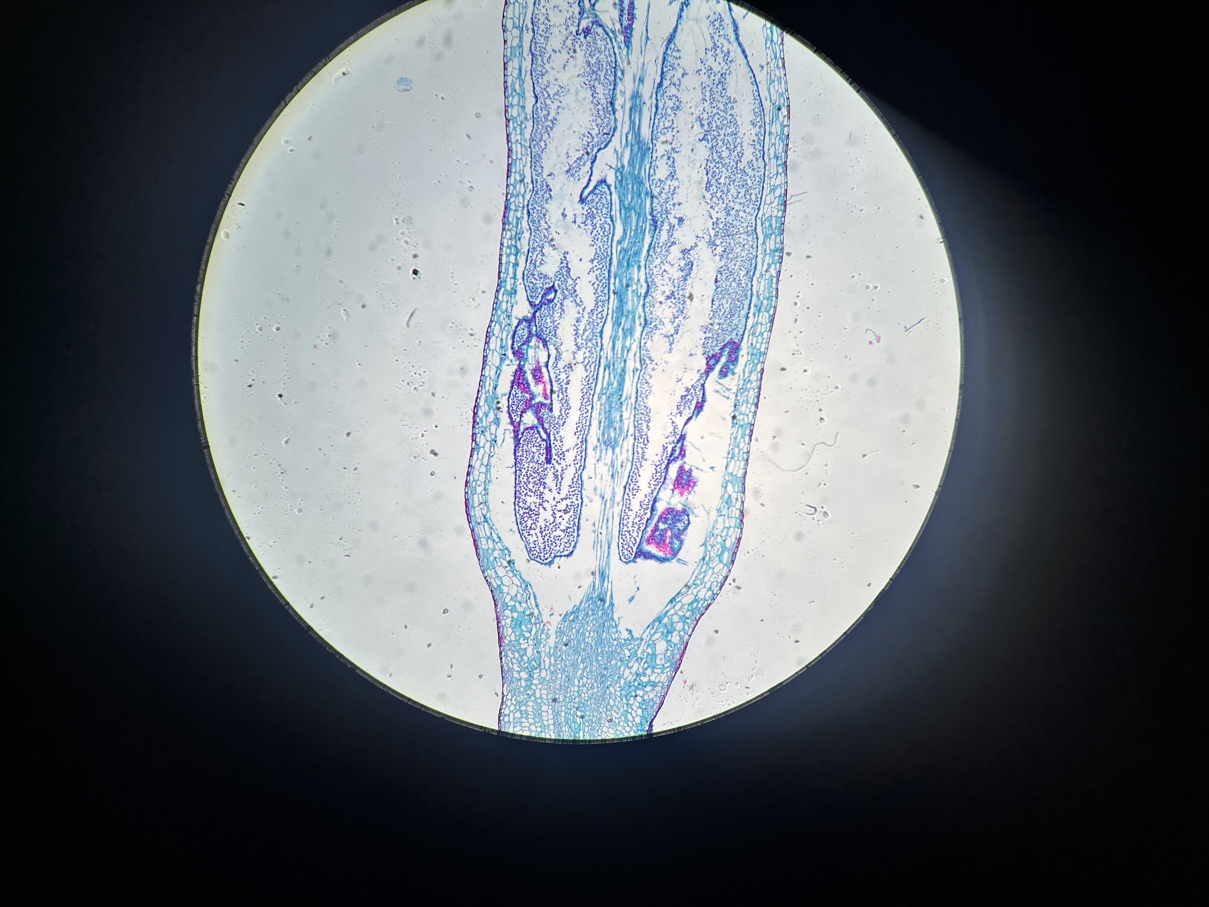 What step in the cycle of generations does this slide | Chegg.com