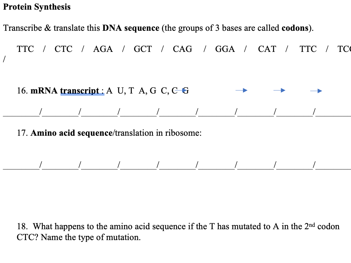 Protein Synthesis Transcribe & translate this DNA | Chegg.com