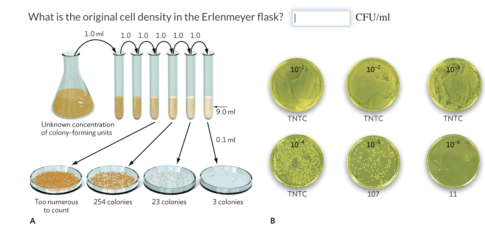 Solved What is the original cell density in the Erlenmeyer | Chegg.com