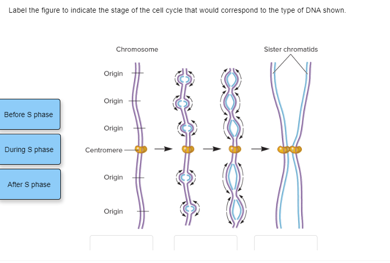Solved Label the figure to indicate the stage of the cell | Chegg.com