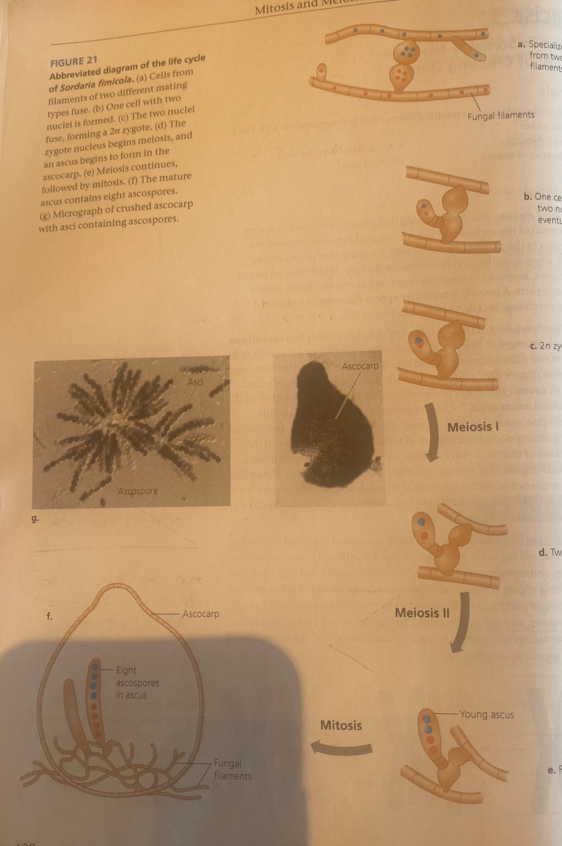 Sordaria Diagram