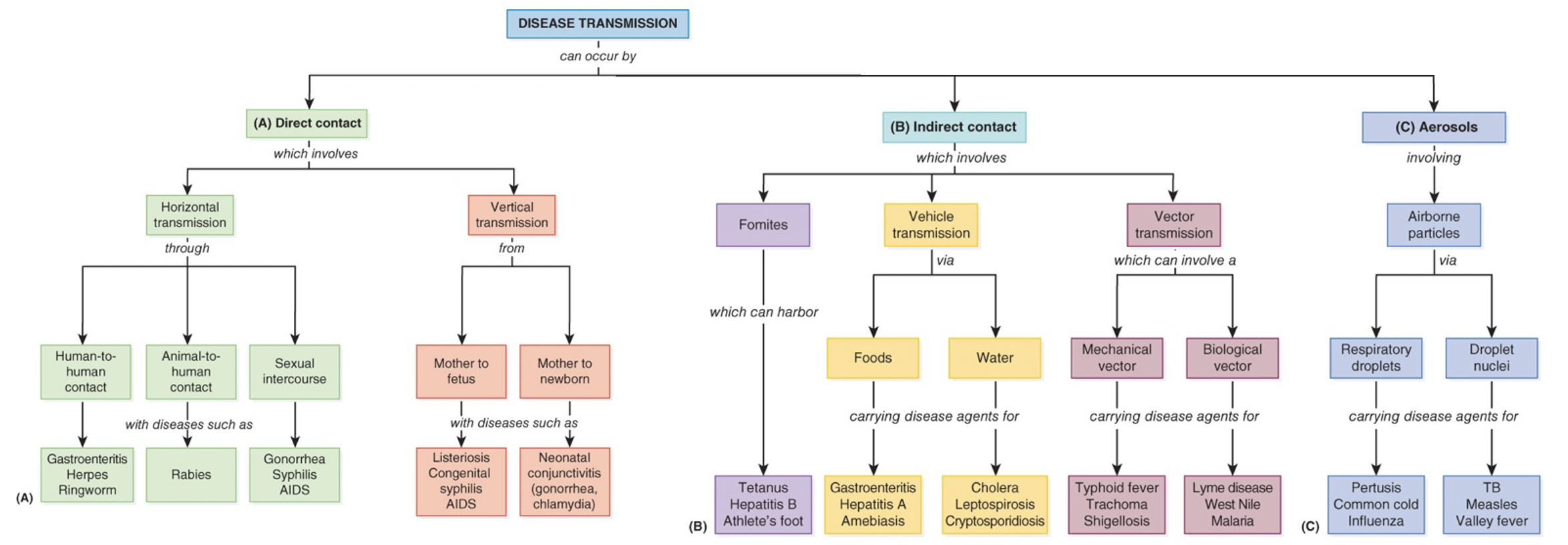 DISEASE TRANSMISSION 1 can occur by (A) Direct | Chegg.com