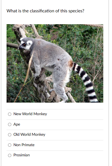 Solved What is the locomotion pattern for this primate? | Chegg.com