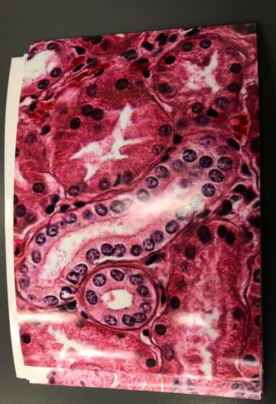 Solved ID the following epithelial tissue | Chegg.com