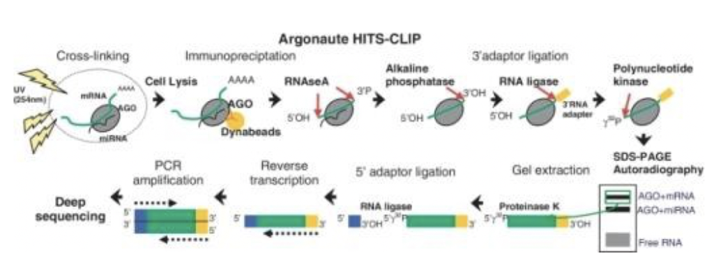 Solved Explain High-throughput sequencing of RNA isolated by | Chegg.com