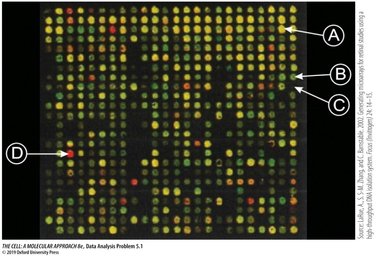 A microarray was hybridized with a mixture of two | Chegg.com