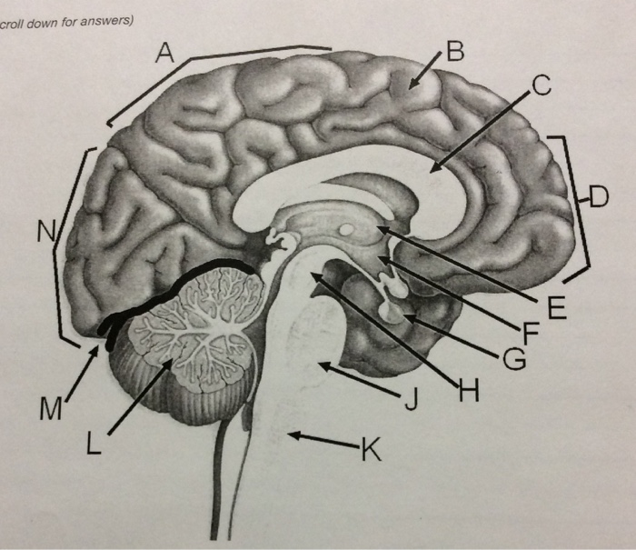Brain Anatomy Diagram Quiz