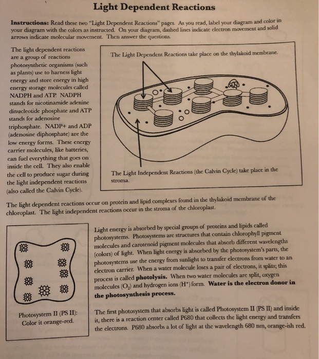 42 light dependent reaction diagram