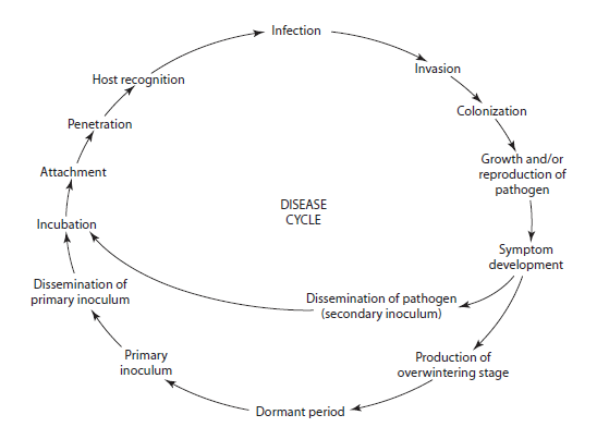 Solved Basal Stem Rot In Oil Palm Caused By Ganoderma