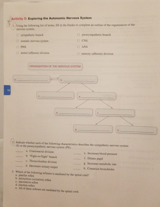 Solved Activity 5: Exploring the Autonomic Nervous System 1. | Chegg.com