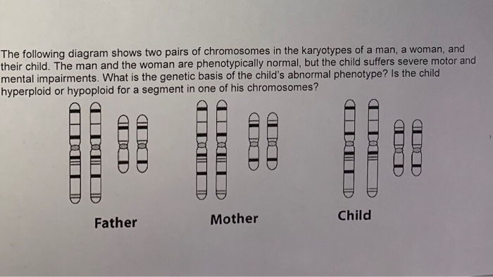 Solved The following diagram shows two pairs of chromosomes | Chegg.com