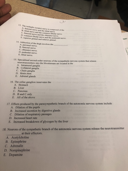 Solved 13. The ischiadic (sciatic) A. femoral nerve and the | Chegg.com