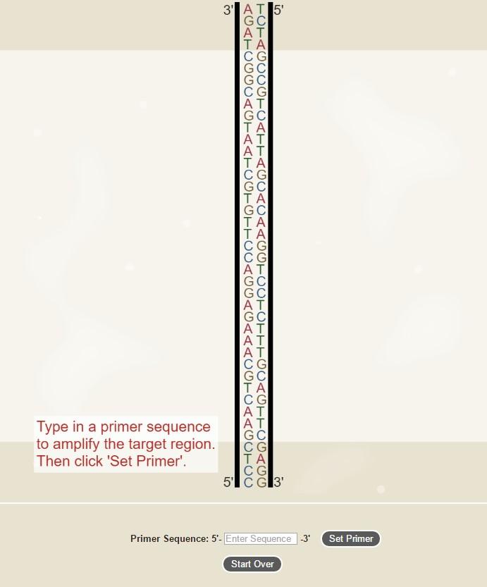 Solved Type in a primer sequence to amplify the target | Chegg.com
