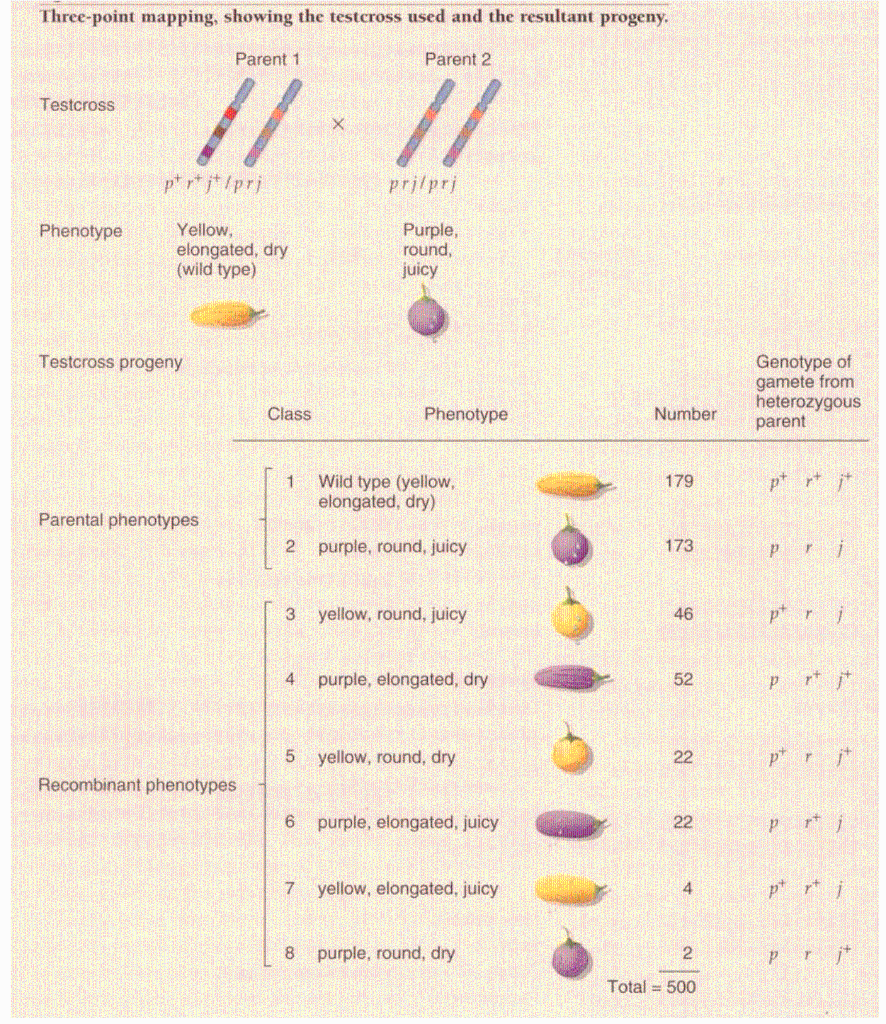 Solved Three-point mapping, showing the testcross used and | Chegg.com