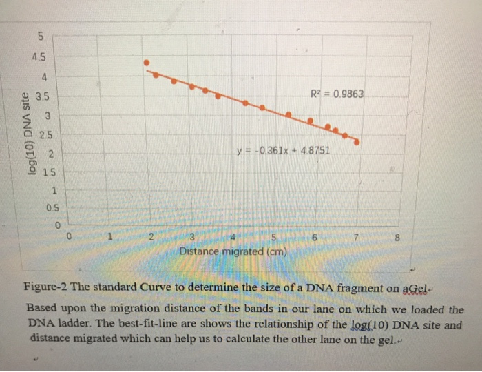 Solved 1) What size fragments should you get with each of | Chegg.com