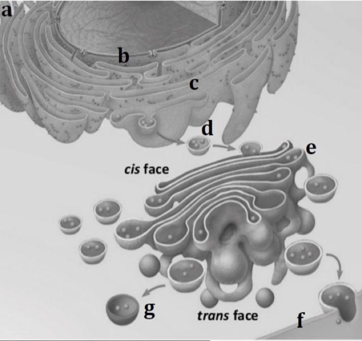 Solved Name and list a function of each component of the | Chegg.com