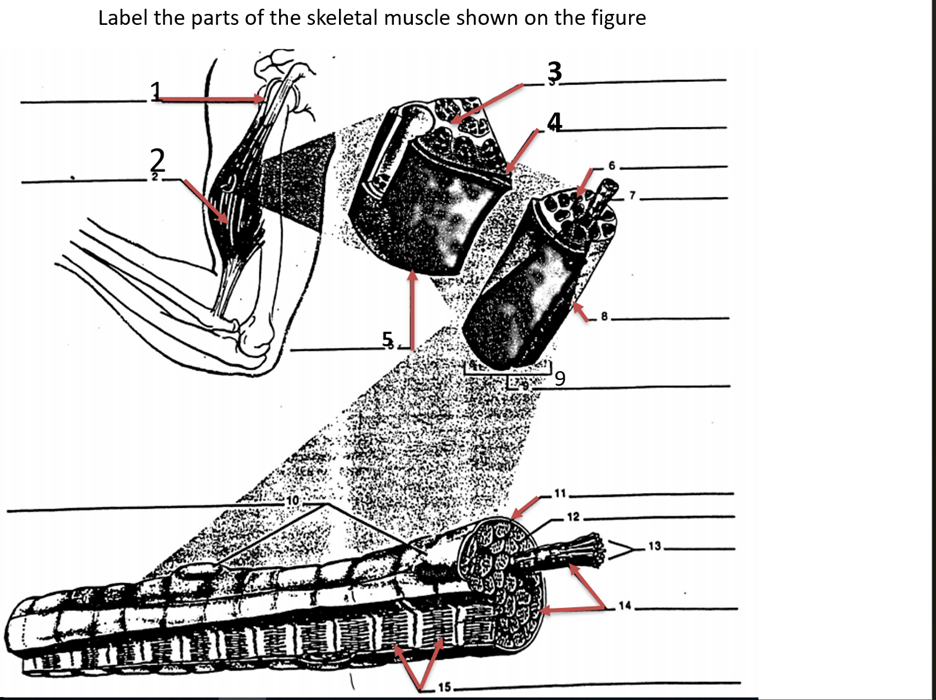 Label the parts of the skeletal muscle shown on the | Chegg.com