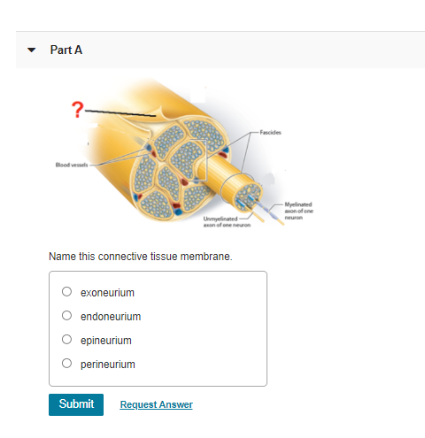 Solved Part A ? Fascides Blood vessels Myelinated son of one | Chegg.com