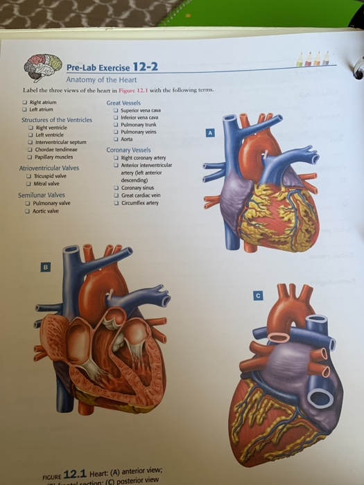 Parts Of The Heart Proprofs Quiz