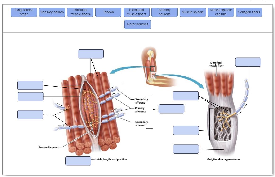 Golgi Tendon Organ And Muscle Spindle