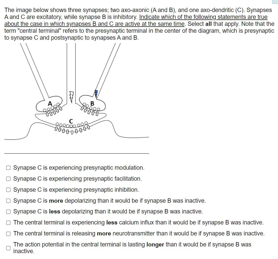 Solved The image below shows three synapses; two axo-axonic | Chegg.com