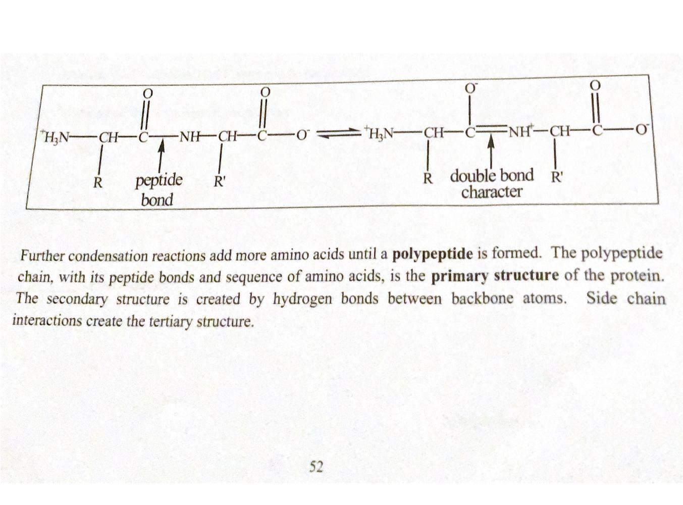 Solved "HN- CH -NH-CH-C -O H2N- CH- -NH-CH- R R' peptide | Chegg.com