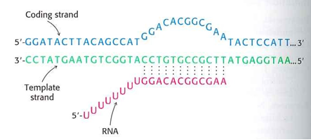 Solved Consider the synthetic RNA-DNA transcription bubble | Chegg.com
