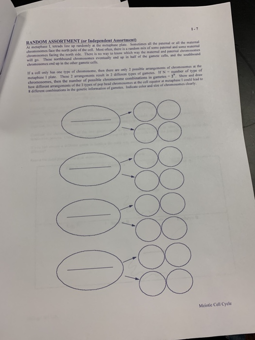 1-7 RANDOM ASSORTMENT (or Independent Assortment) At | Chegg.com