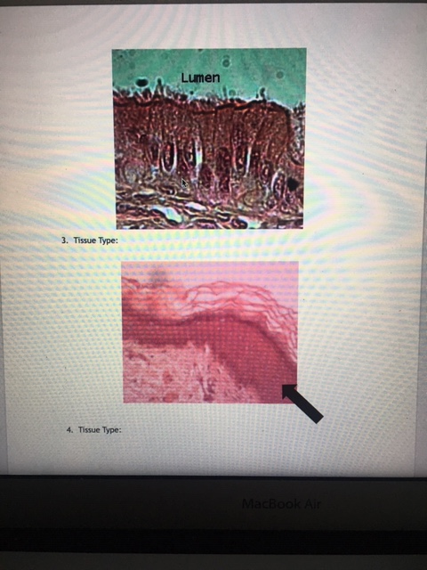 Solved Lab 3: Tissues Assignment Identify the following | Chegg.com