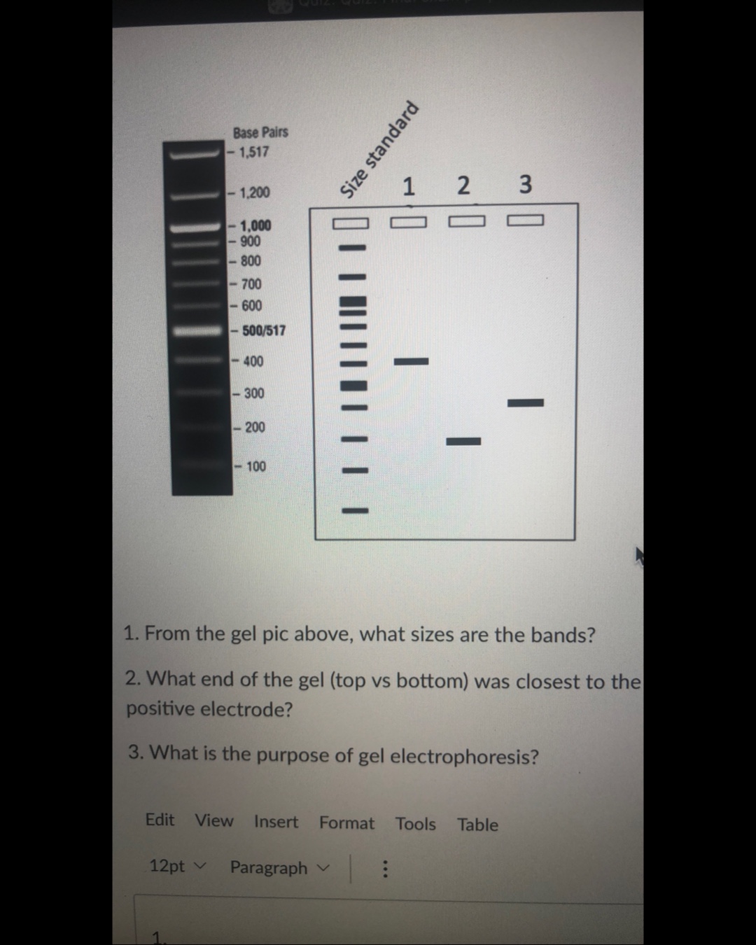 Solved 1. From the gel pic above, what sizes are the bands? | Chegg.com