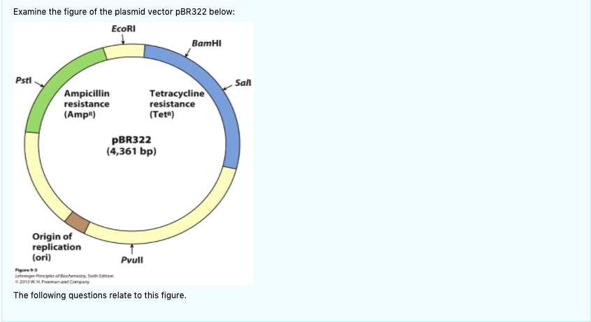 Solved 1) What is the main use of plasmid vectors? 2) Can | Chegg.com