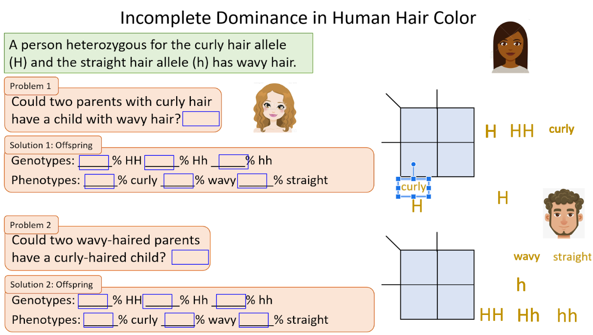 Solved Incomplete Dominance in Human Hair Color A person | Chegg.com