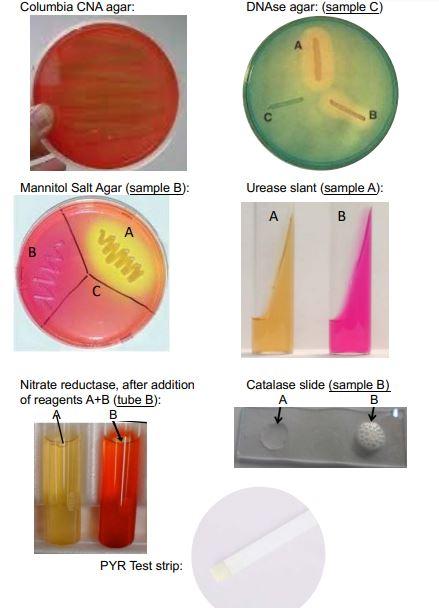 Solved Identify the species based on the following test | Chegg.com