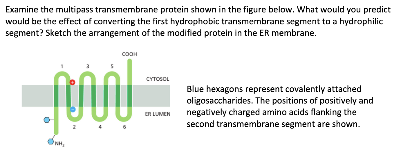 Solved Examine the multipass transmembrane protein shown in | Chegg.com