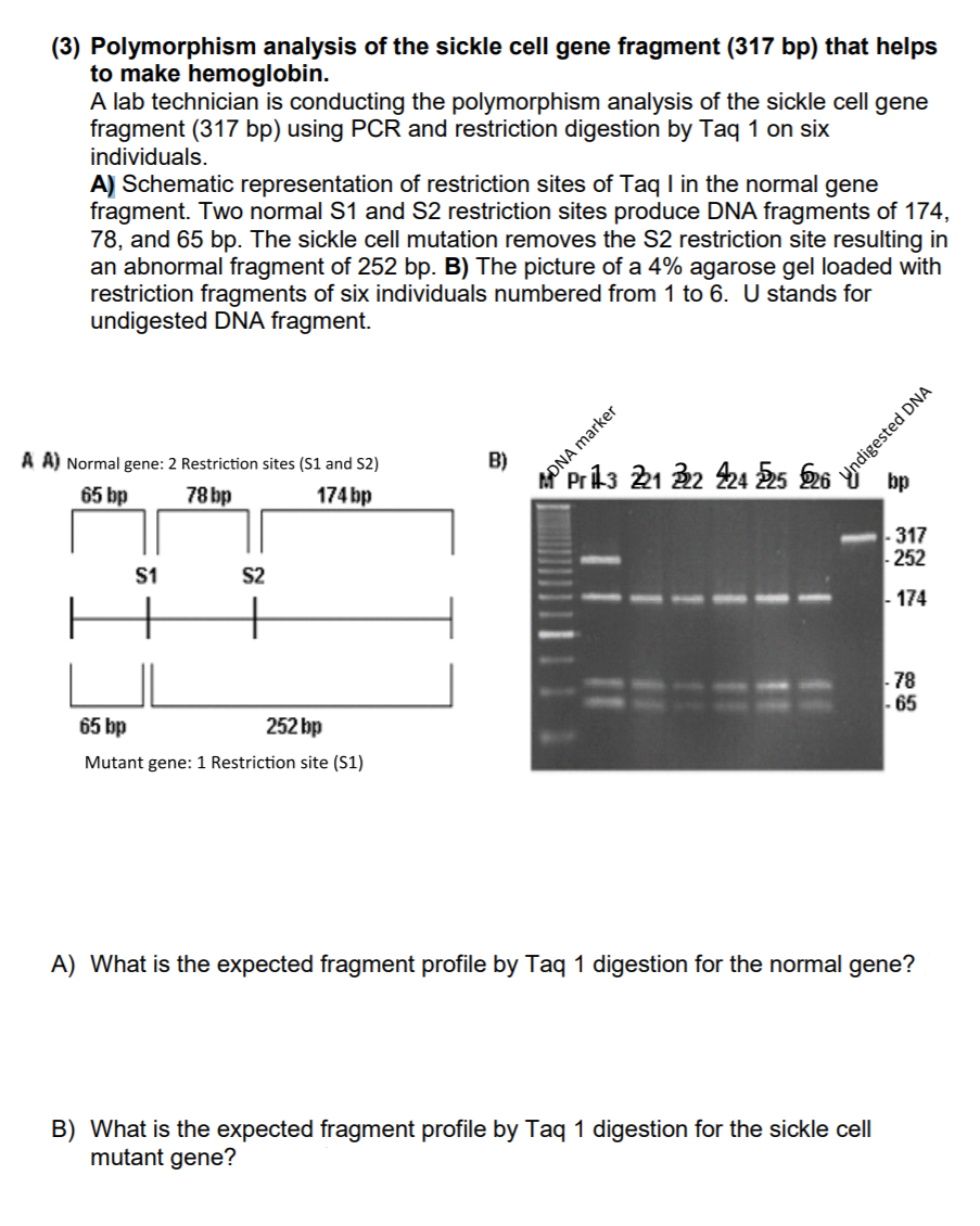 Solved (3) Polymorphism analysis of the sickle cell gene | Chegg.com