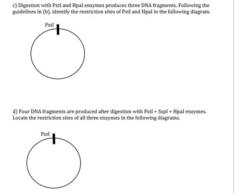 Solved Restriction Mapping of a Circular Plasmid DNA Below | Chegg.com
