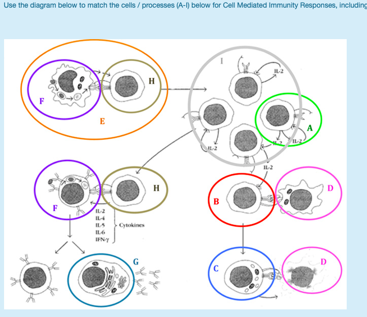 Solved Use the diagram below to match the cells /processes | Chegg.com