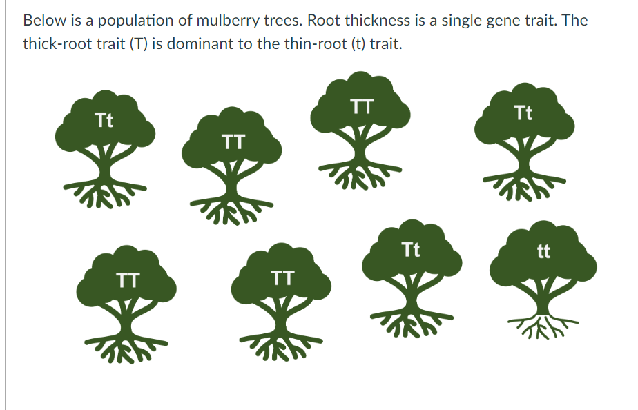 Solved Below is a population of mulberry trees. Root | Chegg.com