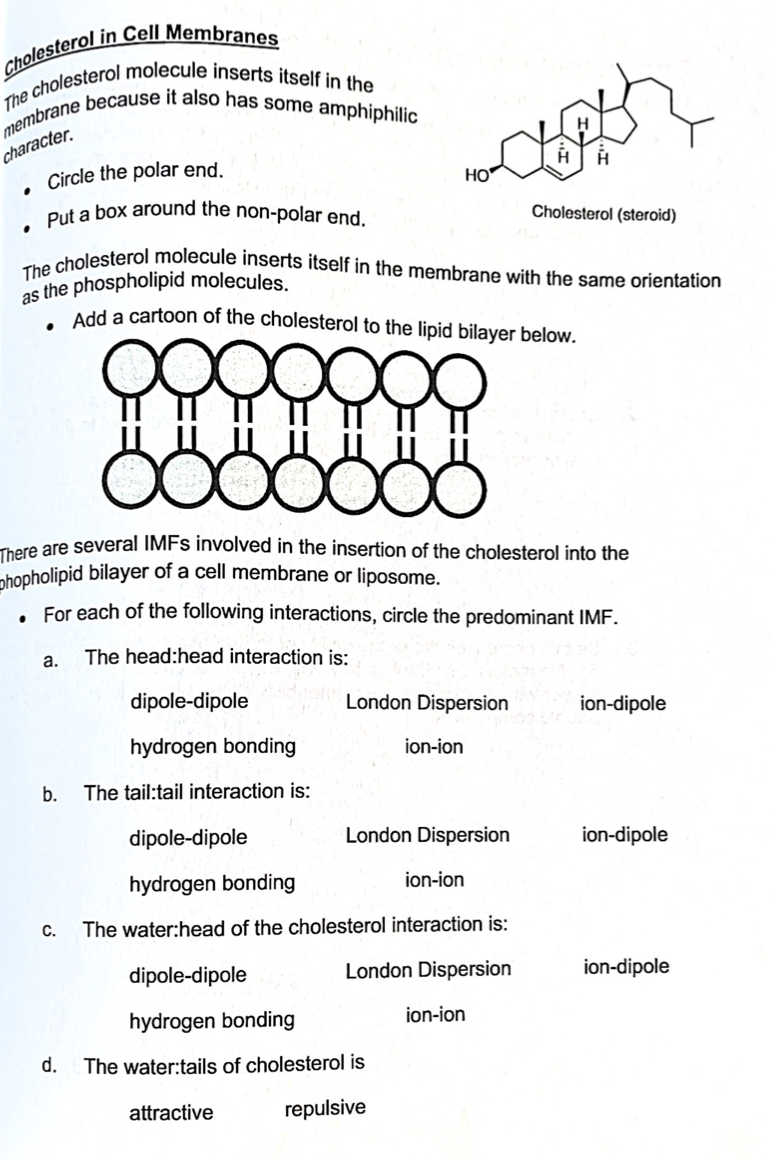 Solved Function of cholesterol in the Cell Membrane | Chegg.com