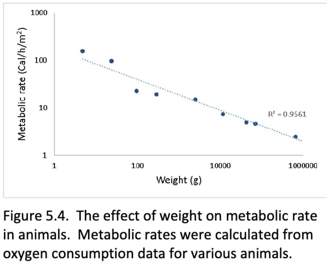 The oxygen consumption of a giraffe (1,000,000 g) and | Chegg.com