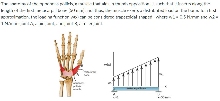 Solved The anatomy of the opponens pollicis, a muscle that | Chegg.com