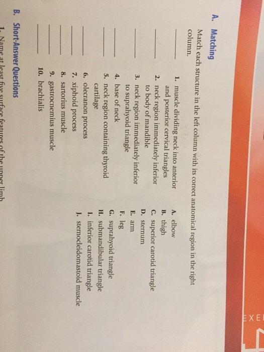 Solved A. Matching Match each structure in the left column | Chegg.com