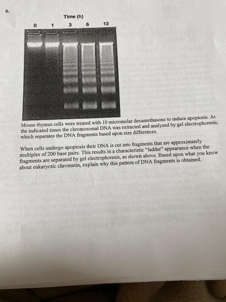 solved-6-time-h-3-6-0-1-12-mouse-thymus-cells-were-chegg