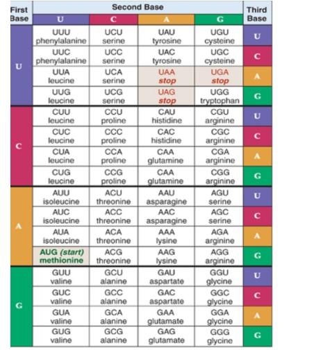 Solved Q1. Just from looking at the Normal DNA sequence and | Chegg.com