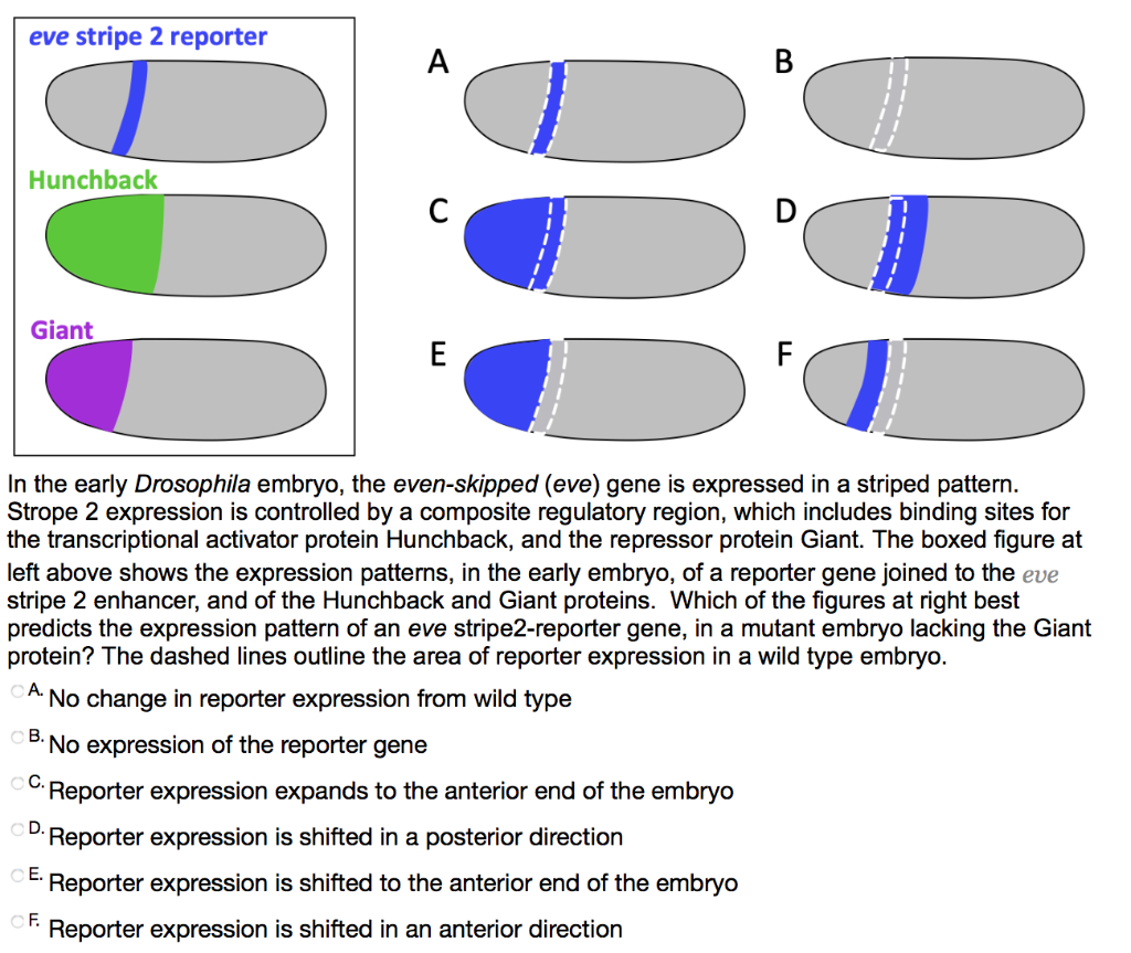 Solved eve stripe 2 reporter A B Hunchback С Giant E CA. In | Chegg.com