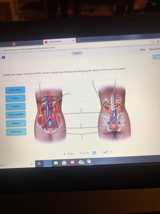 Solved Identify the major structures of the urinary system | Chegg.com